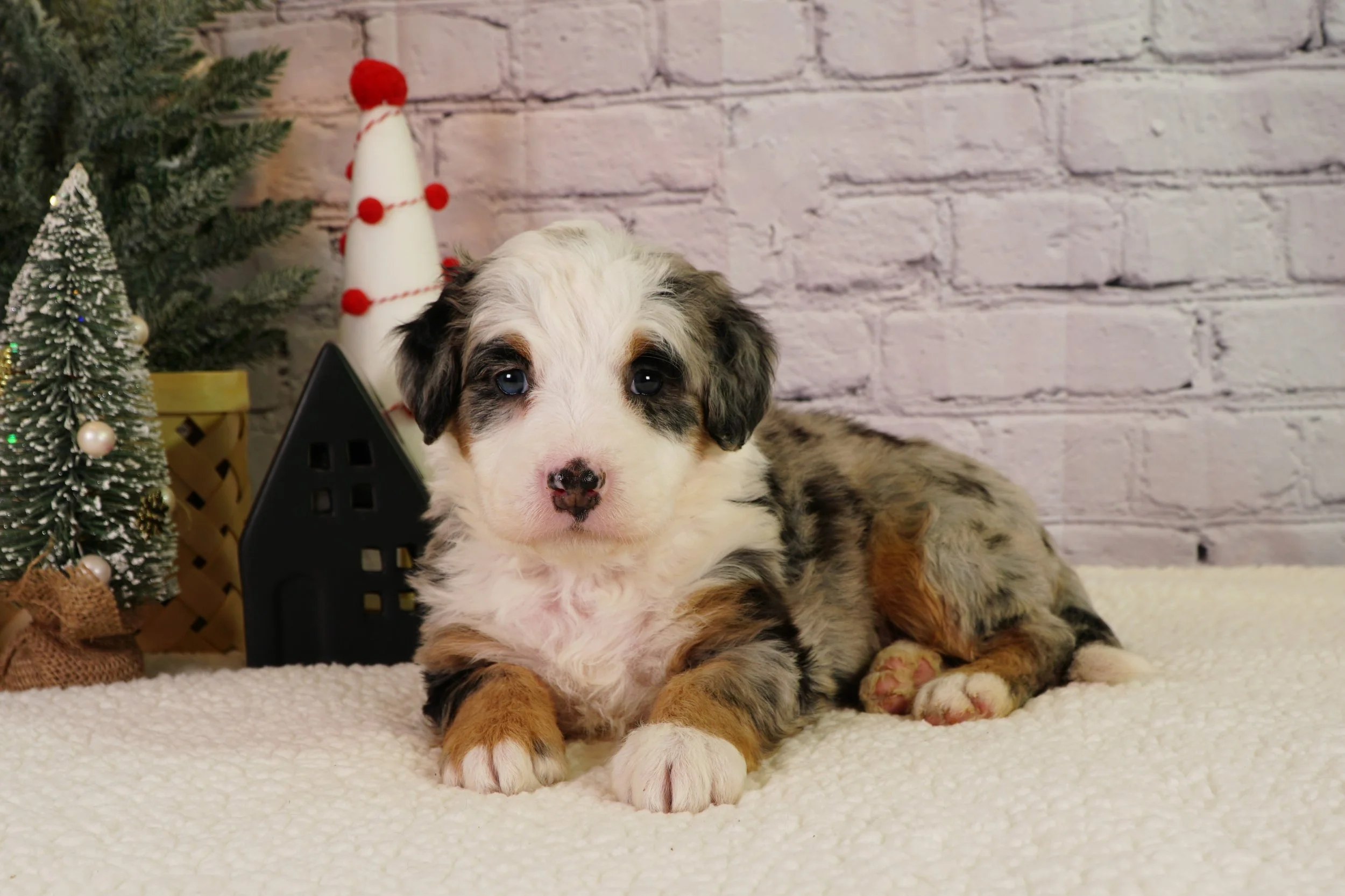 Bernedoodles For Sale Indiana — Hoosier Canines
