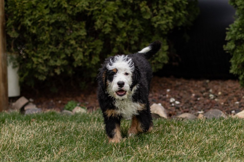 Bernedoodles For Sale Indiana — Hoosier Canines