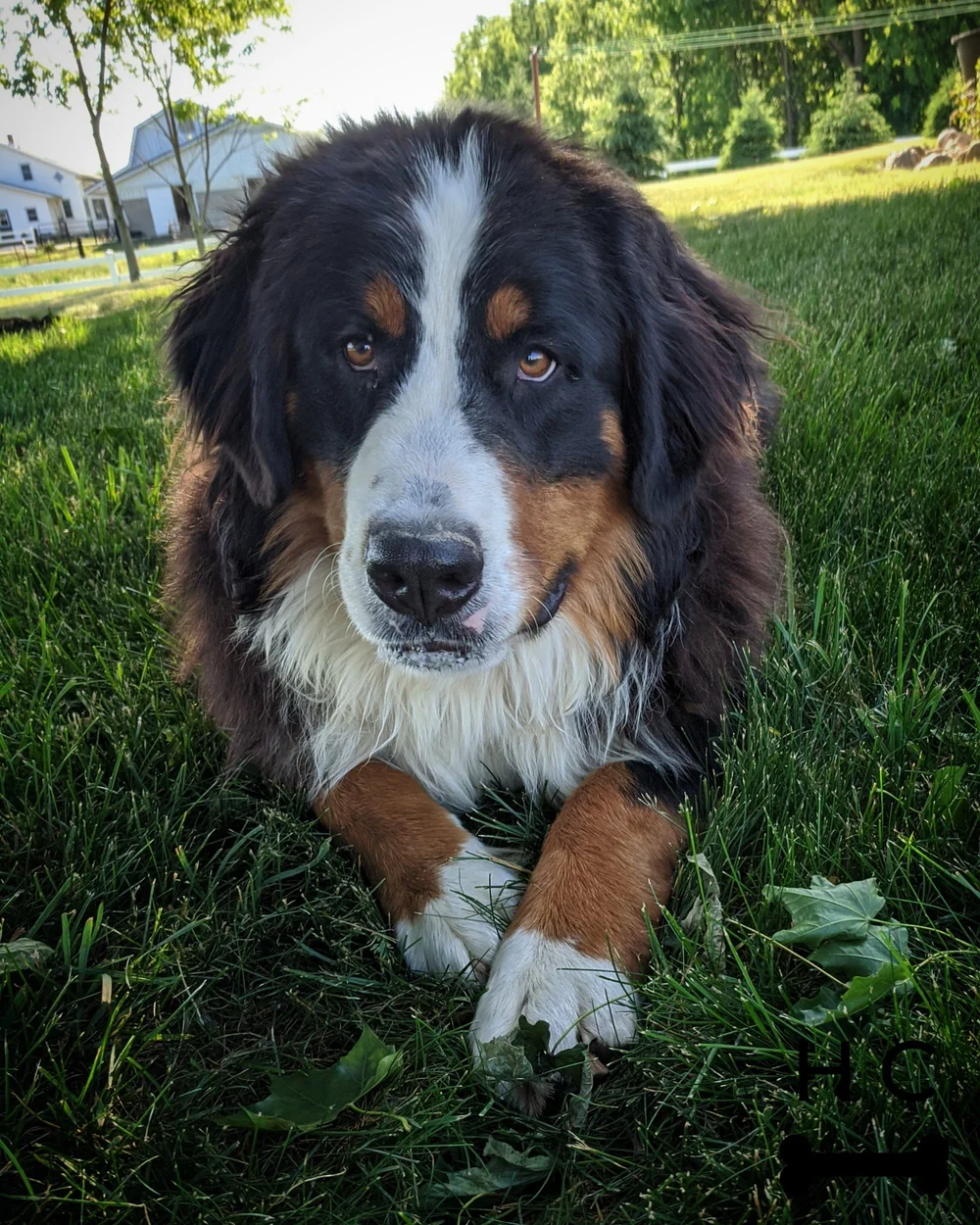 Bernedoodles For Sale Indiana — Hoosier Canines