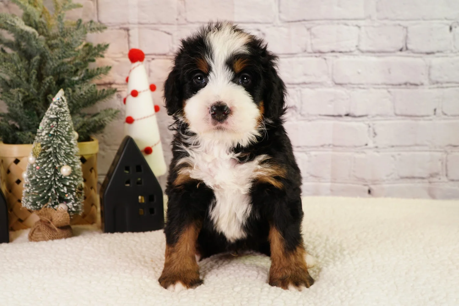Bernedoodles For Sale Indiana — Hoosier Canines