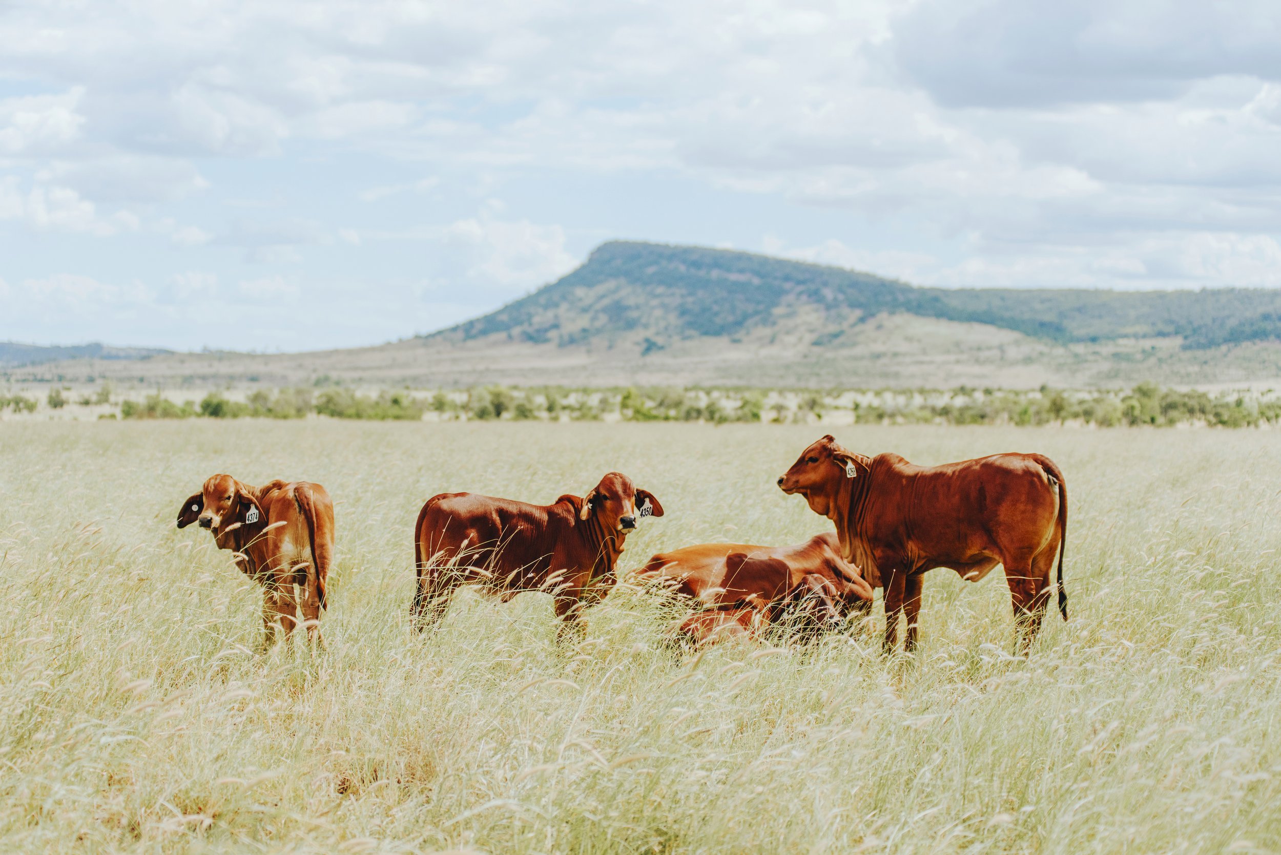 Howson Carbon Project