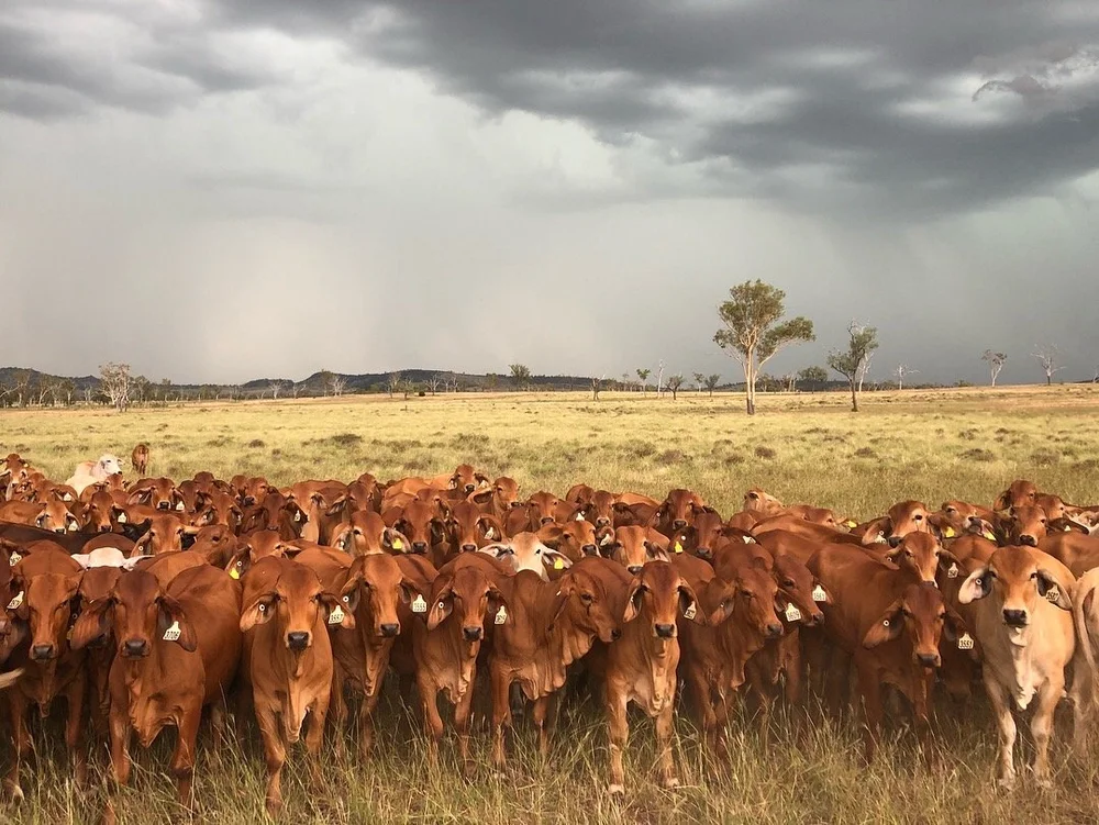 Howson Carbon Project