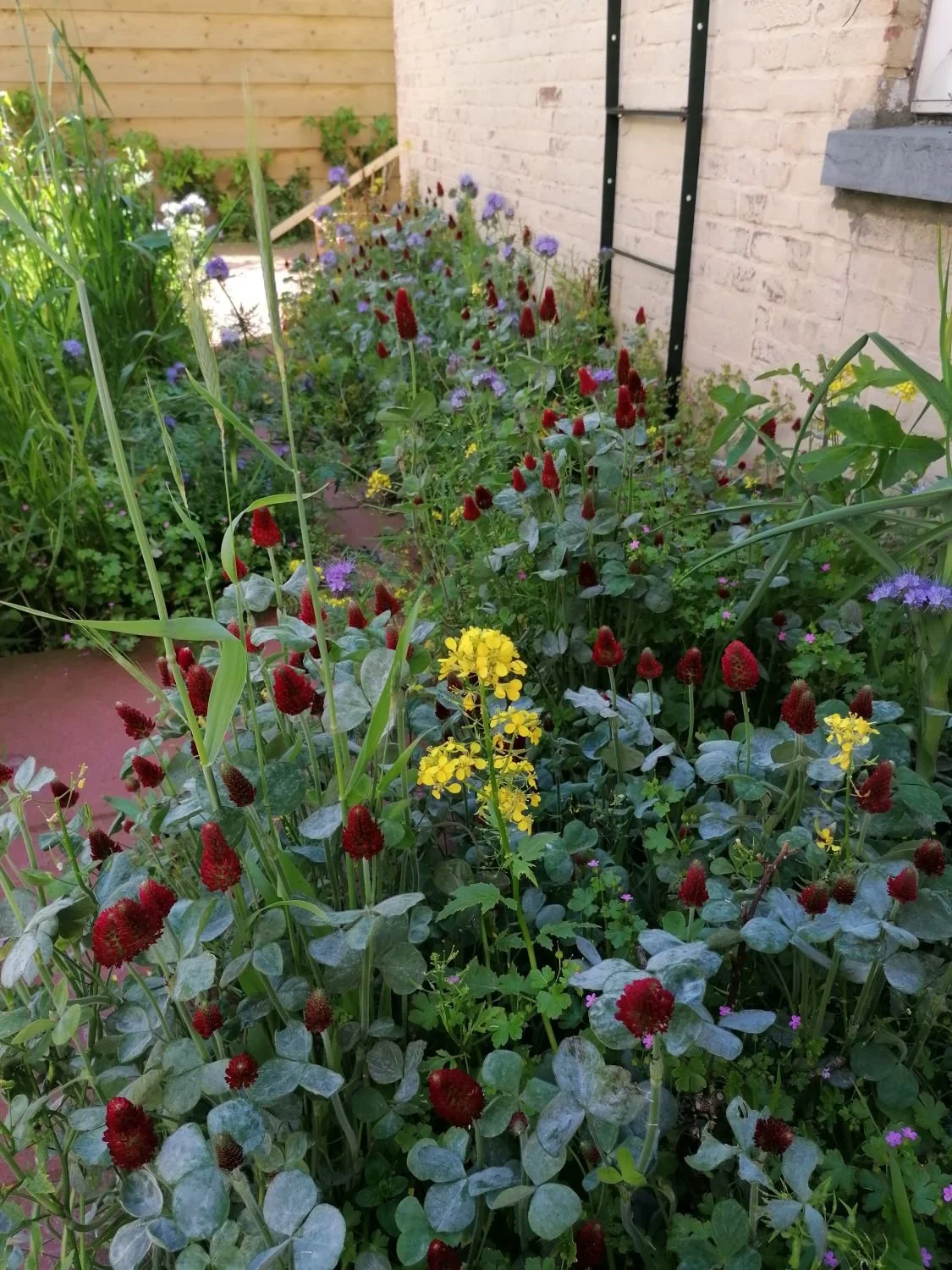 Eetbare siertuin in Scheveningen — dAAn's gardens