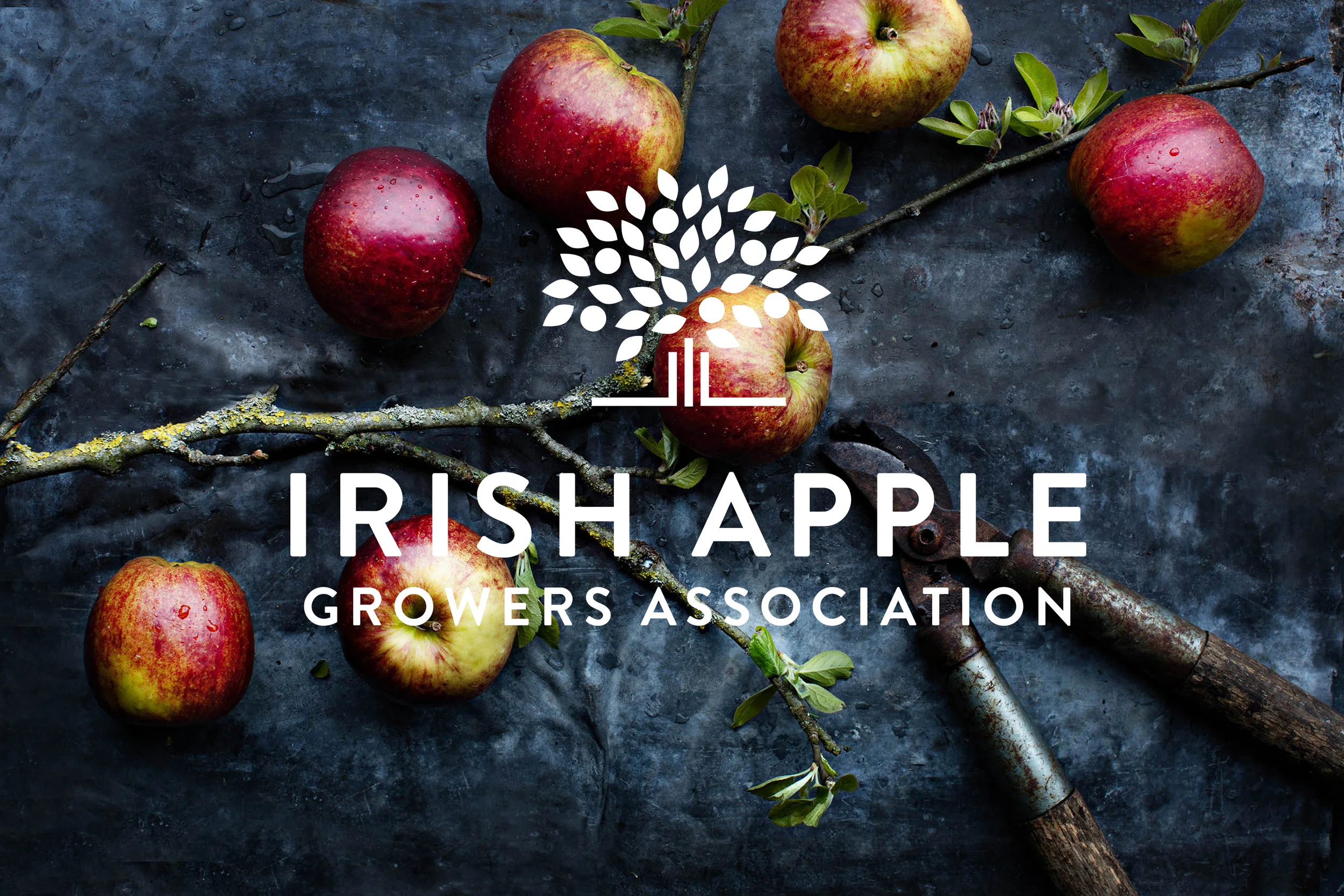 Brandcentral - Brand Identity / strategy / cross platform