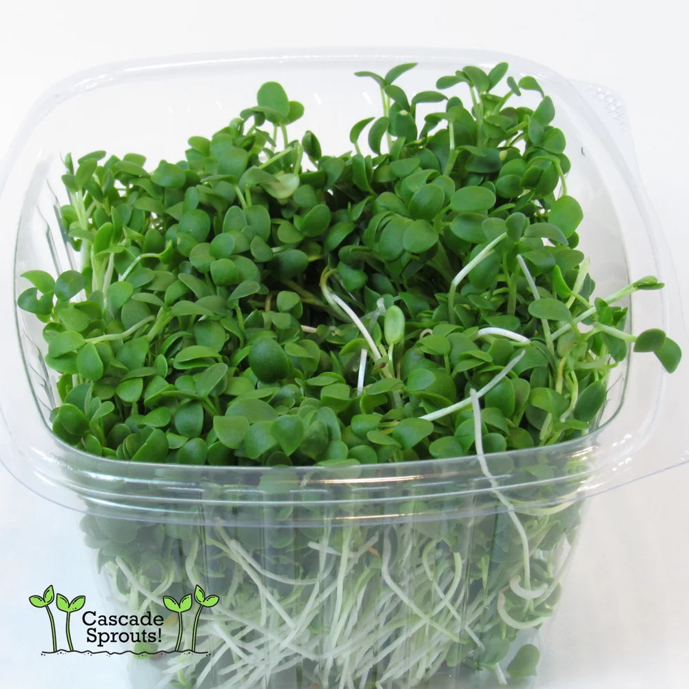 Clover Sprouts