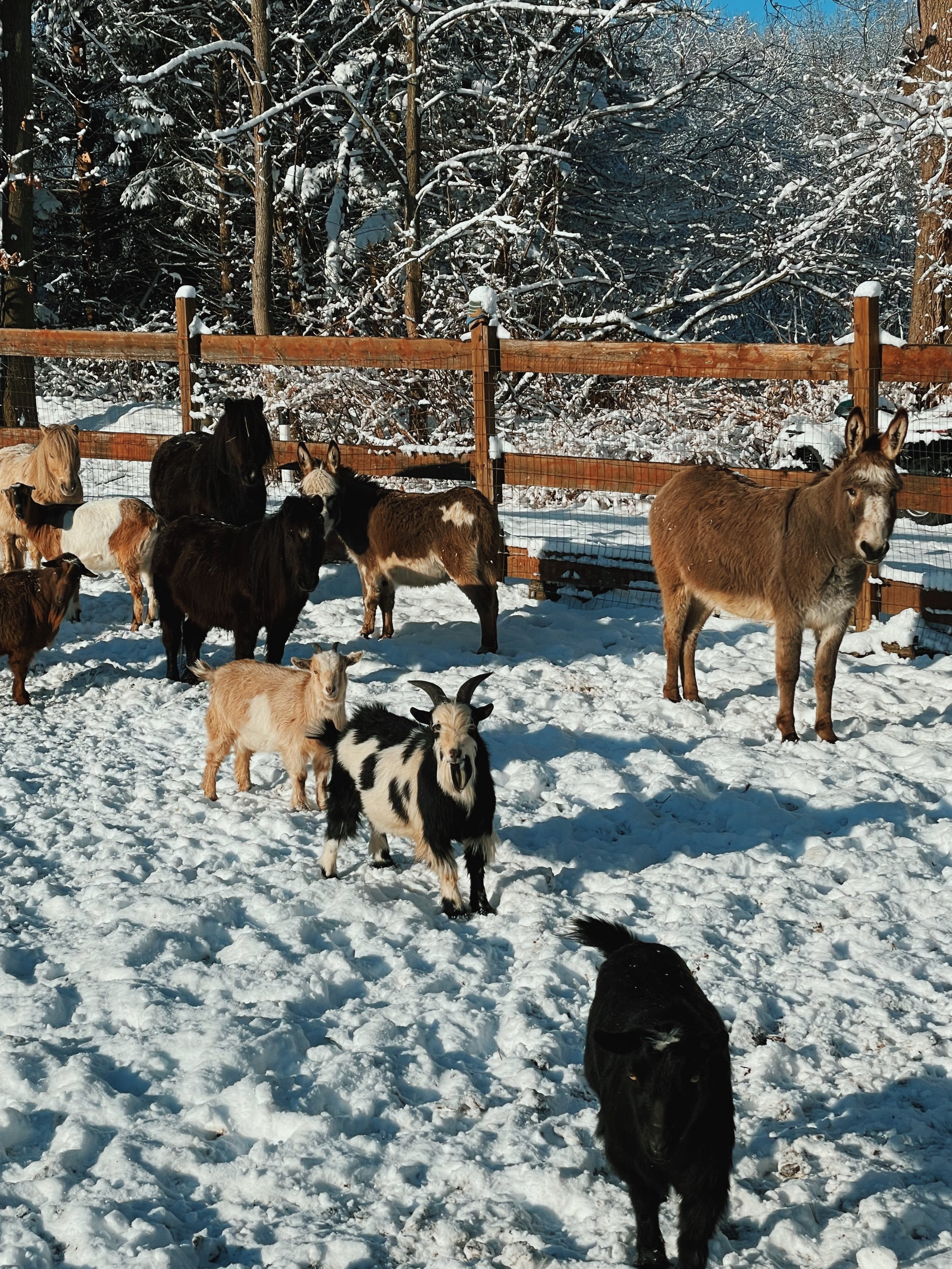 VIRTUAL TOUR — Be WELL at Black Barn Farm, LLC