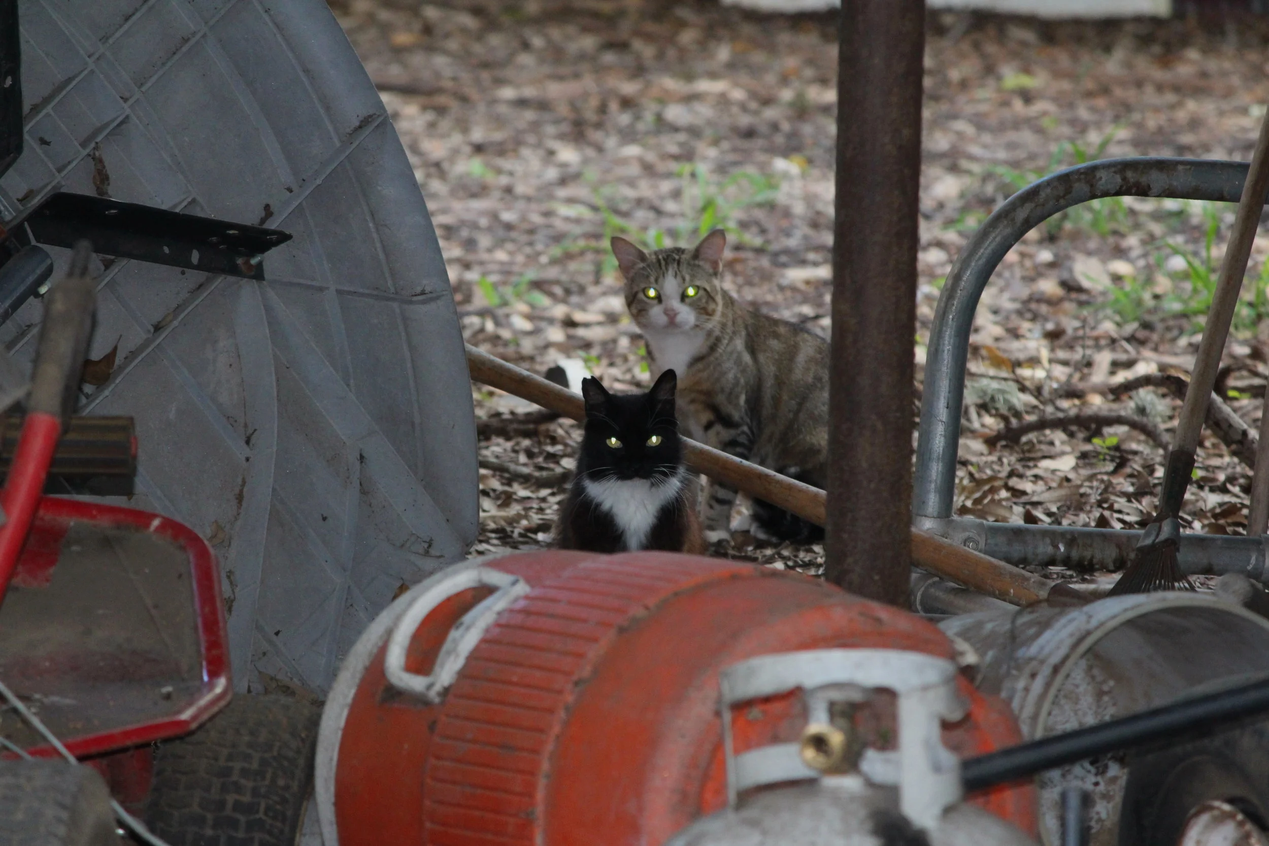 Barn Cats — TNR Texas