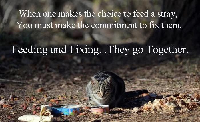 Barn Cats — TNR Texas