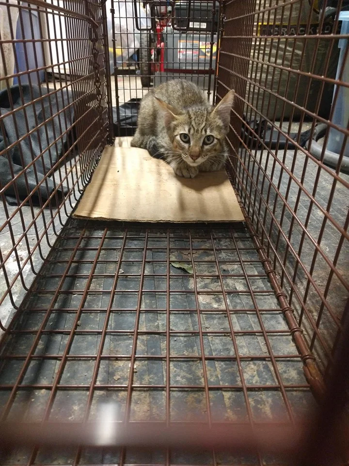 Spay & Neuter — TNR Texas