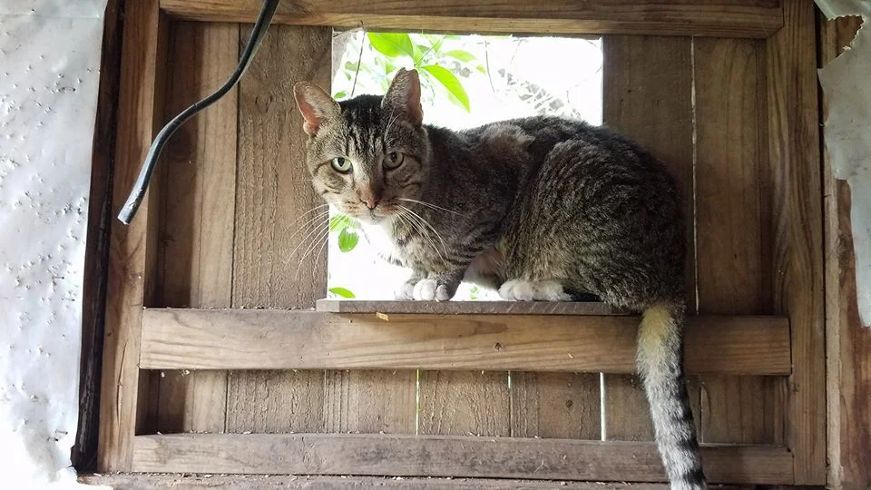 Barn Cats — TNR Texas