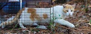 About TNR — TNR Texas