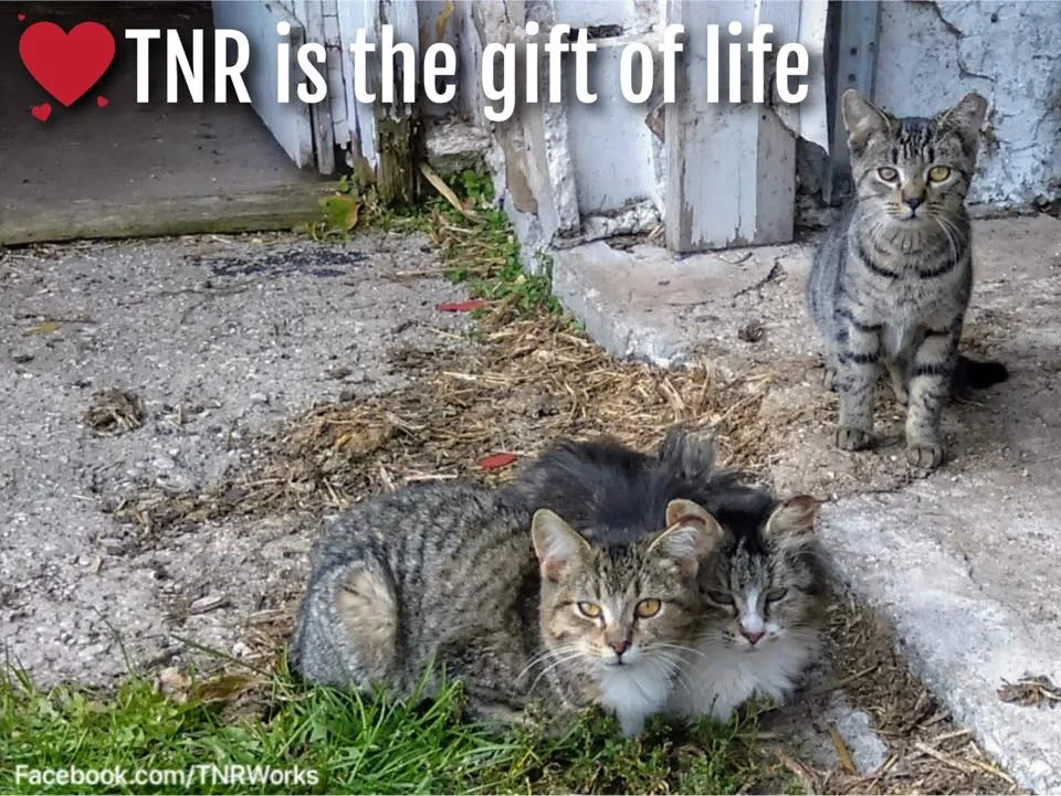 About TNR — TNR Texas