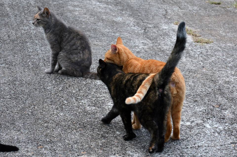 North Texas — TNR Texas