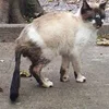 Houston & Gulf Coast — TNR Texas