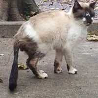Houston & Gulf Coast — TNR Texas