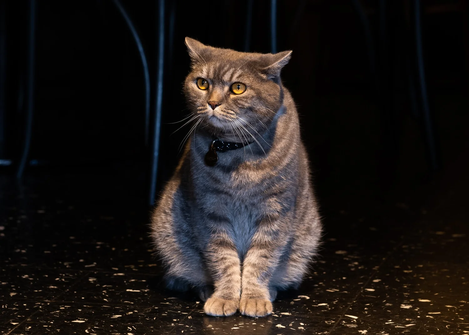 Central Texas — TNR Texas