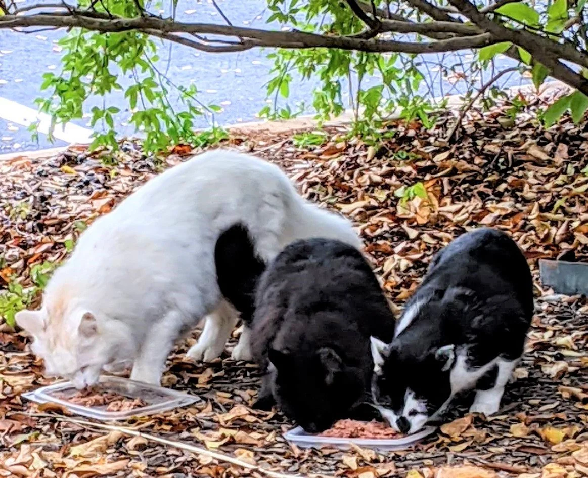 Houston & Gulf Coast — TNR Texas