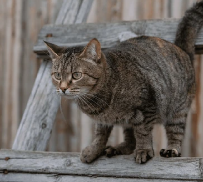Barn Cats — TNR Texas