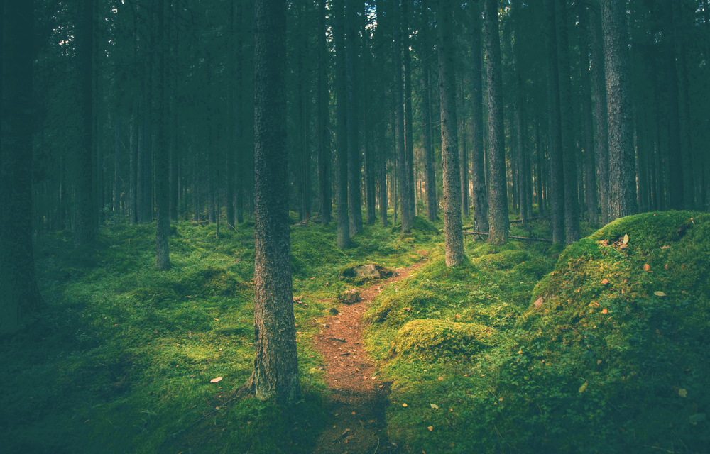 Employment Skills — My Path MN - Inclusive Life Coaching & Career ...