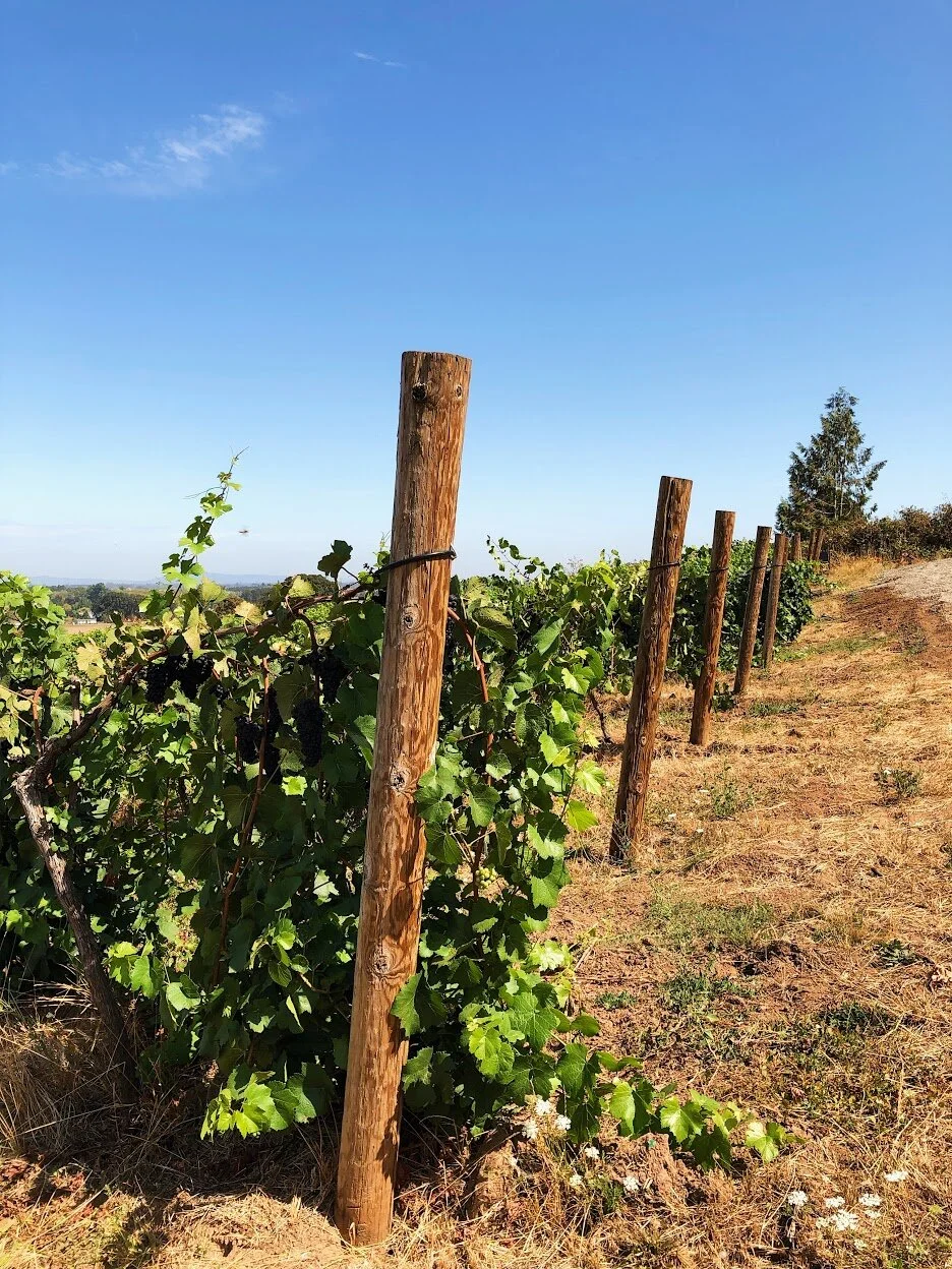 Winemaking — Rizzo Winery