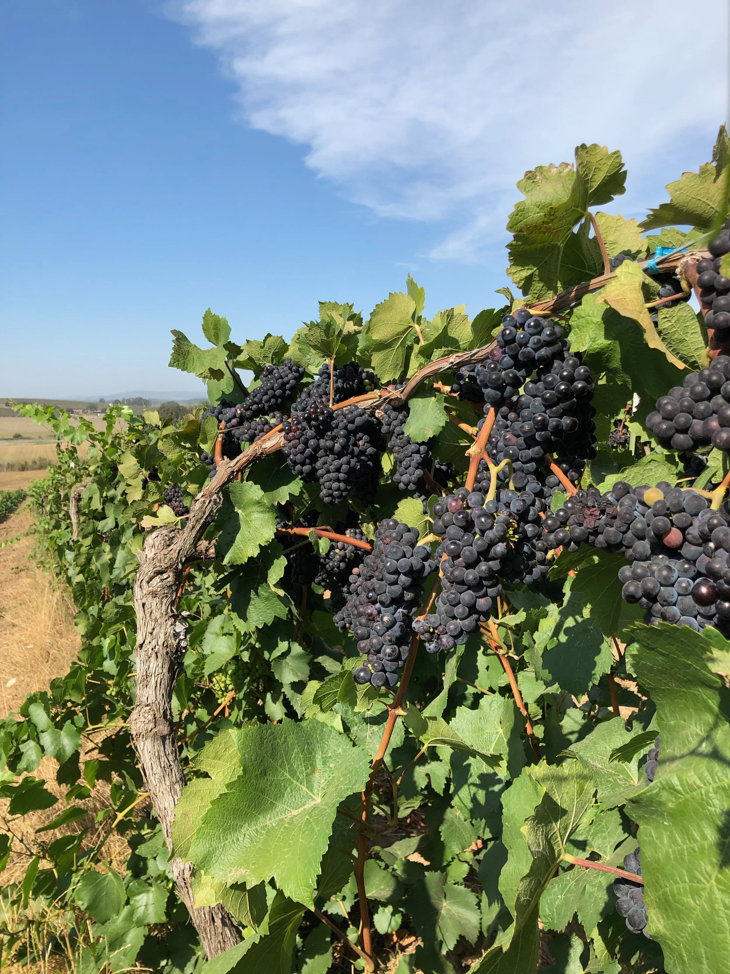 Winemaking — Rizzo Winery