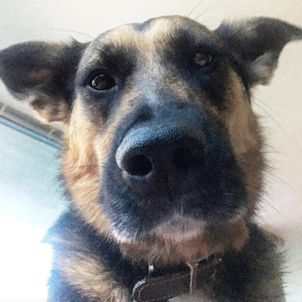 6 Doggone Adorable Things Dogs Do To Show You Love — Haylie's Dailies