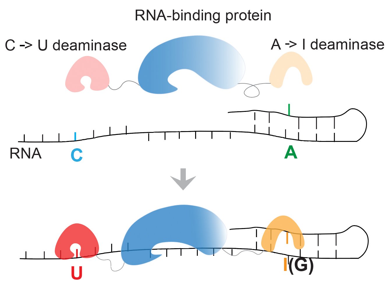 Publications — Zhang Lab