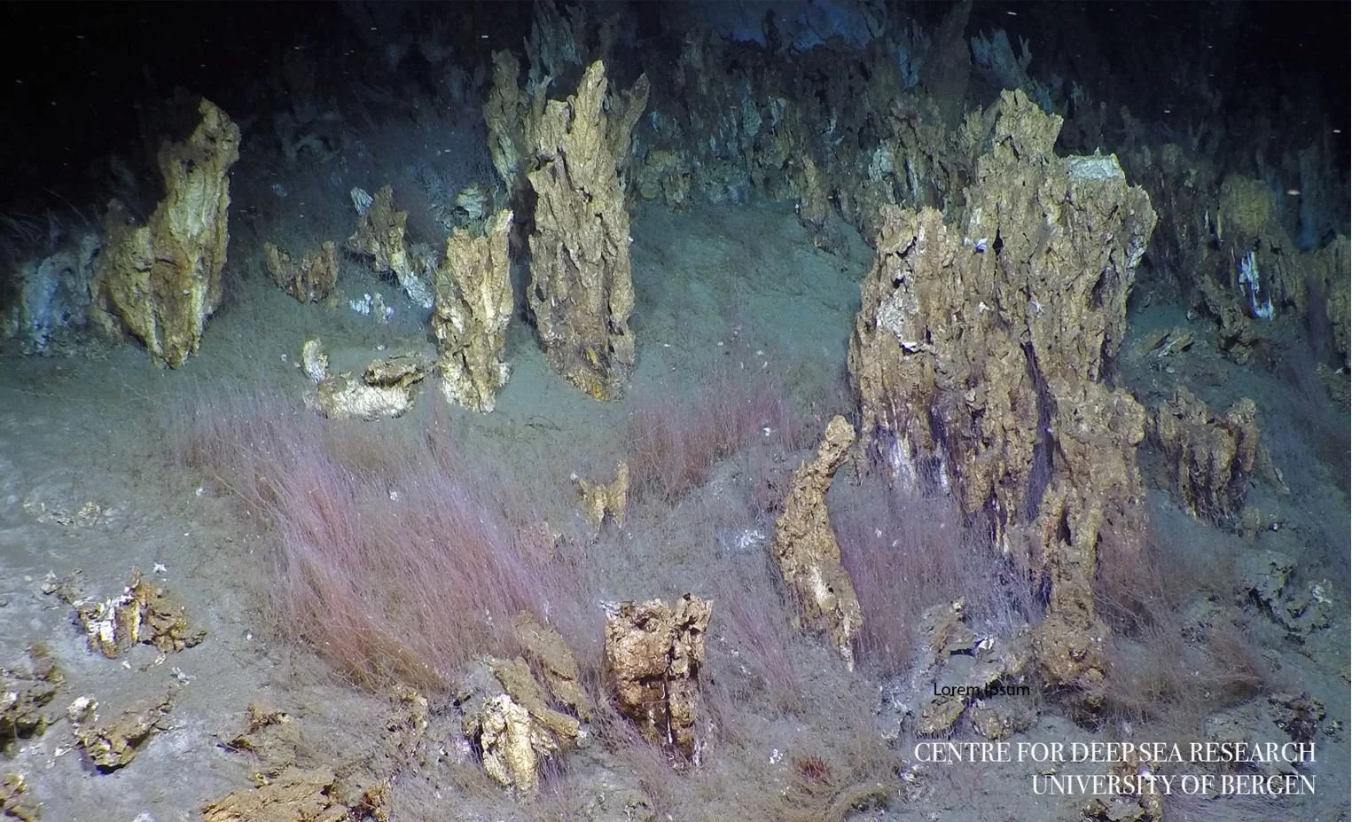 Hydrothermal Vent Eelpout Fish