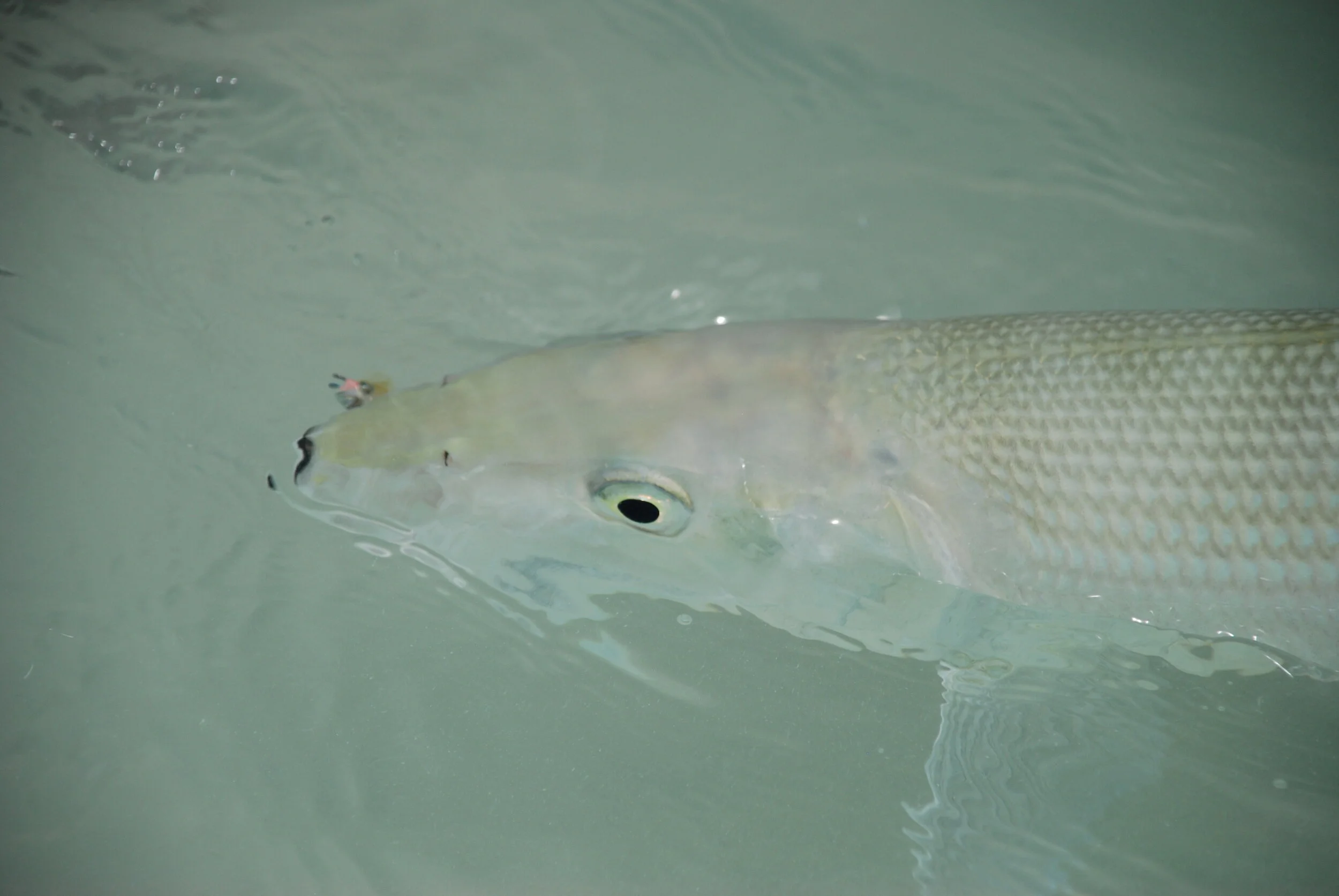 Complete Angler -retail — Bill Marts flyfishing