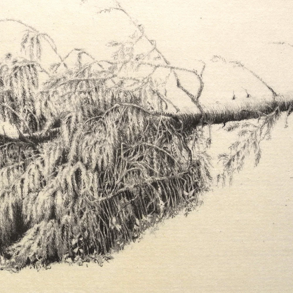 Fallen Tree Drawing