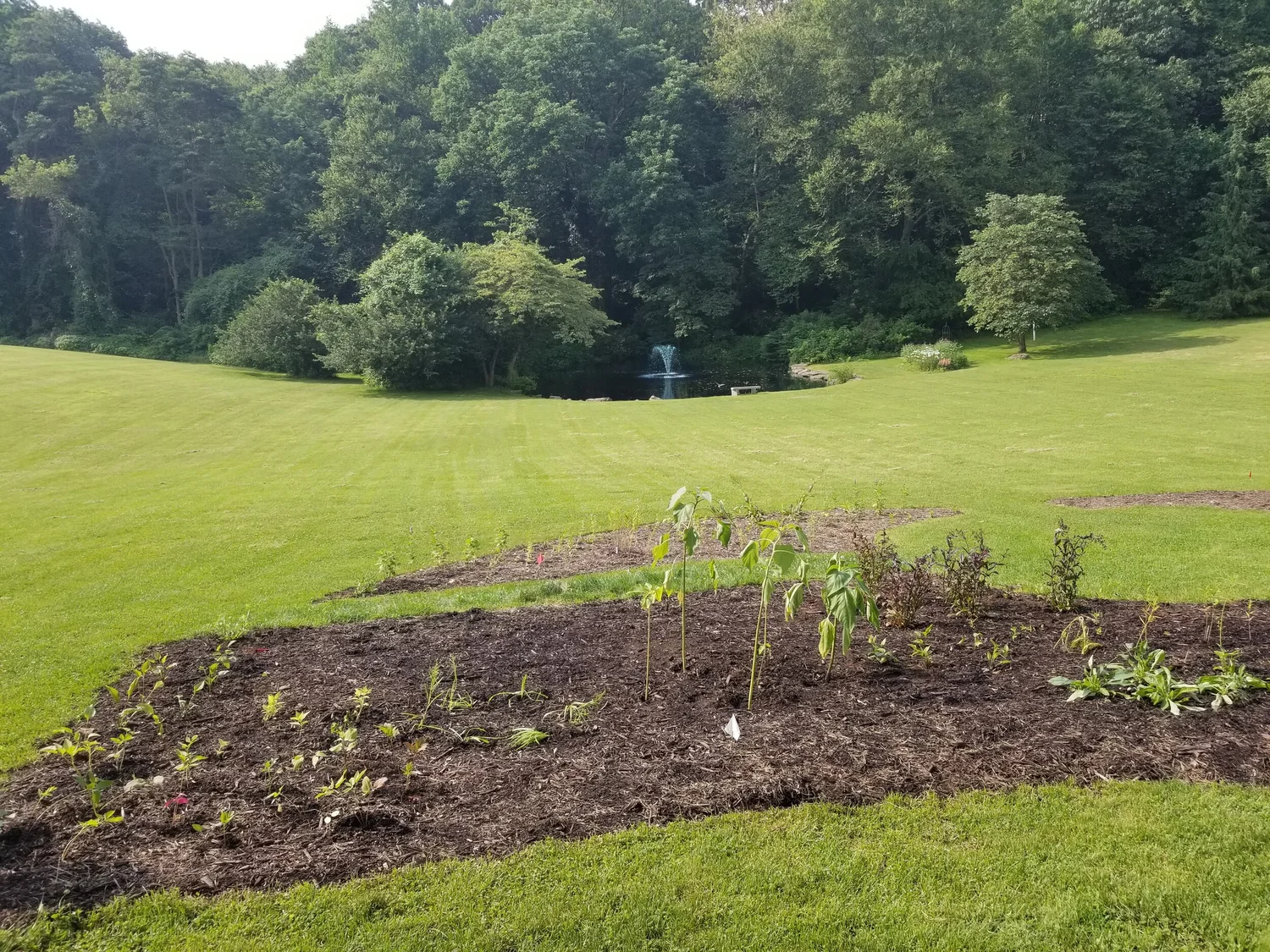 Prepare for Planting - Cardboard and Mulch — ReWild Long Island