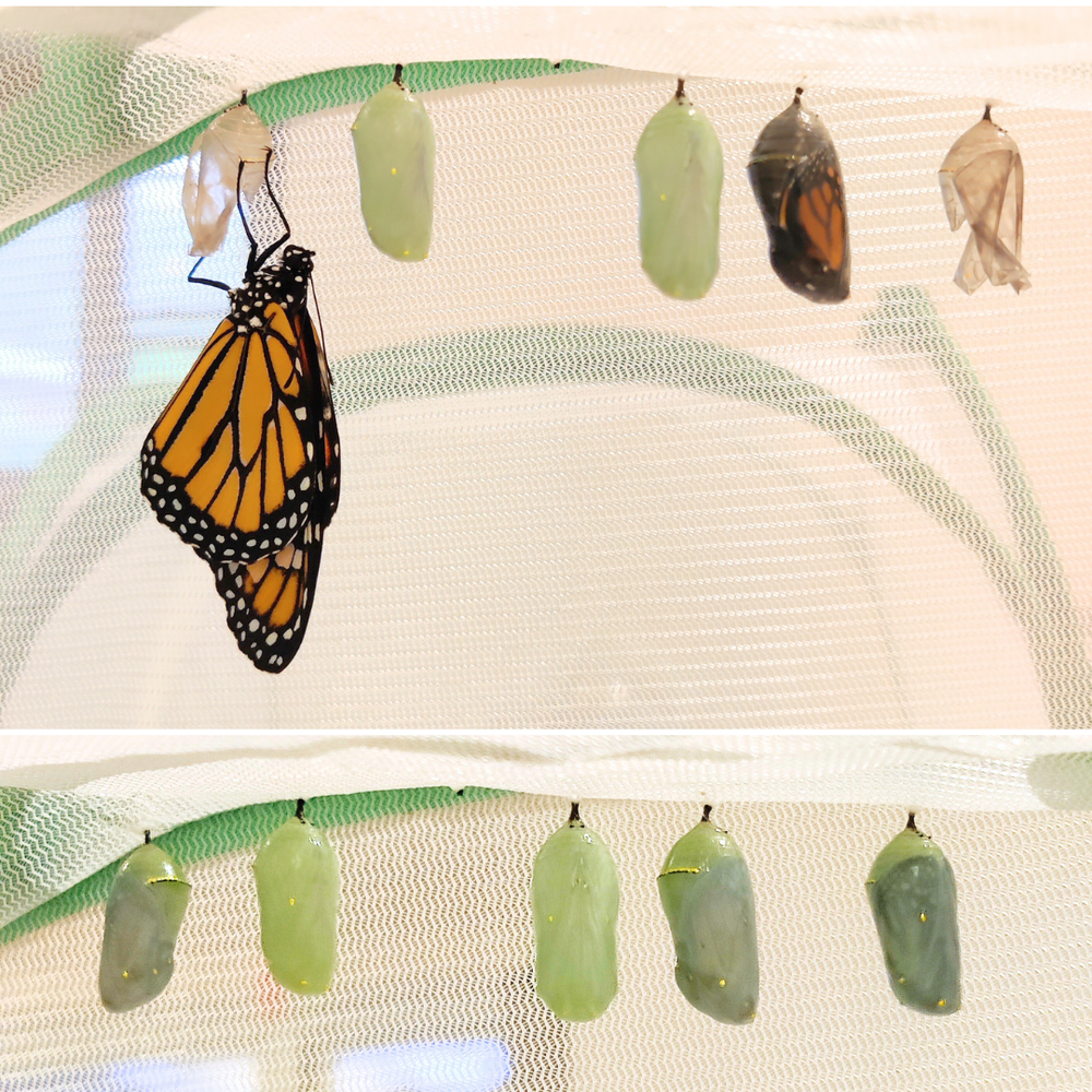 Monarchs Matter: High Schoolers Transform into Citizen Scientists ...