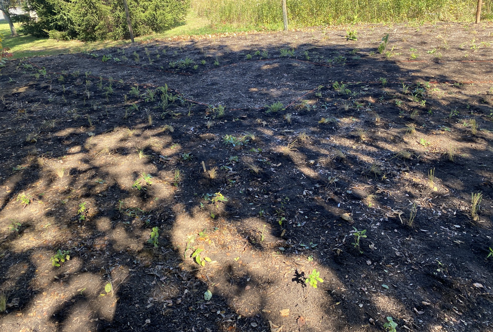 Custer Preserve Native Plant Garden at The Arboretum '23 — ReWild Long ...