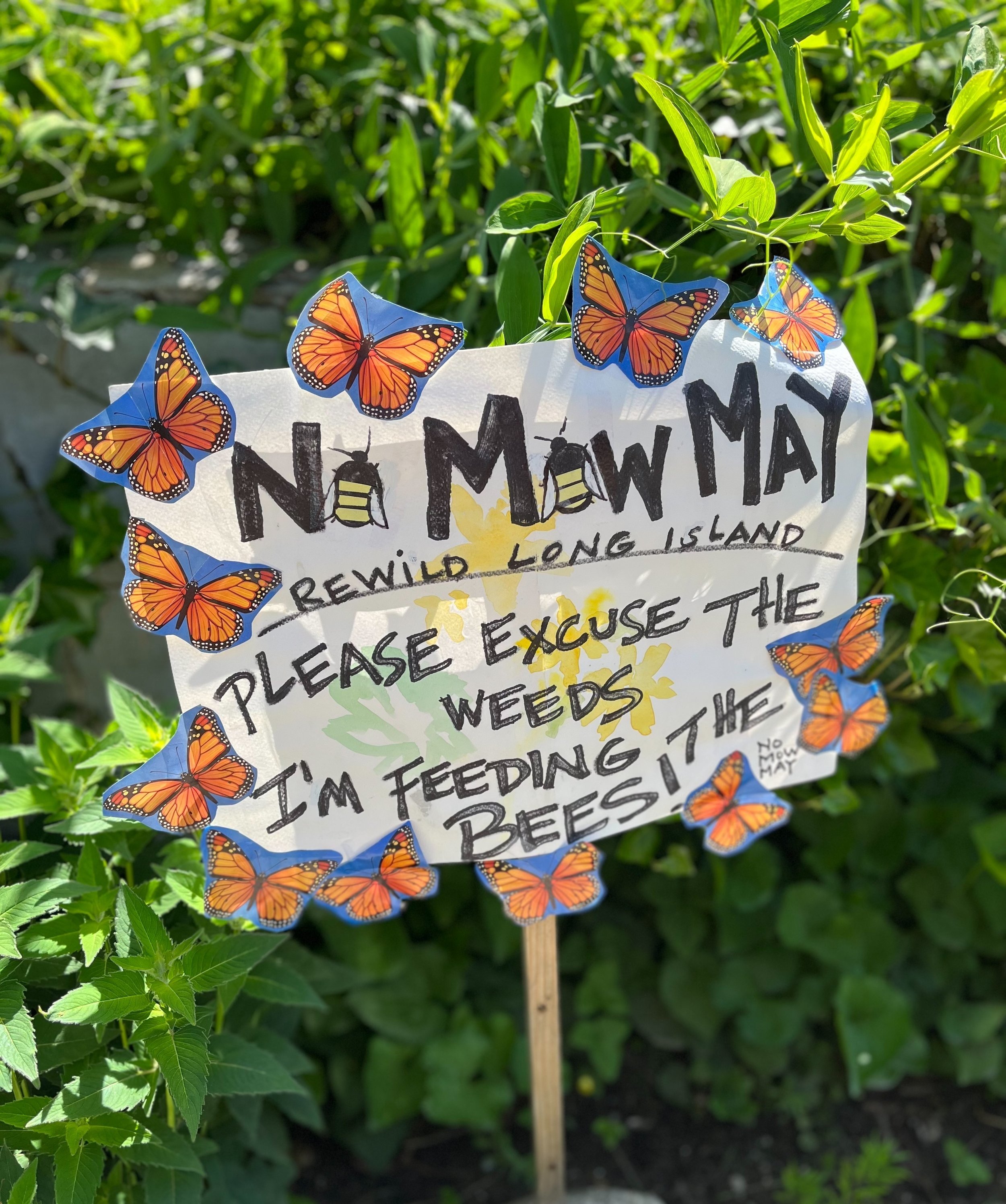 “My Lawn Came Alive": A No Mow May Reflection — ReWild Long Island