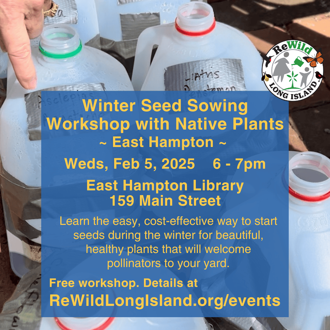 Winter Seed Sowing with Native Plants in East Hampton — ReWild Long Island