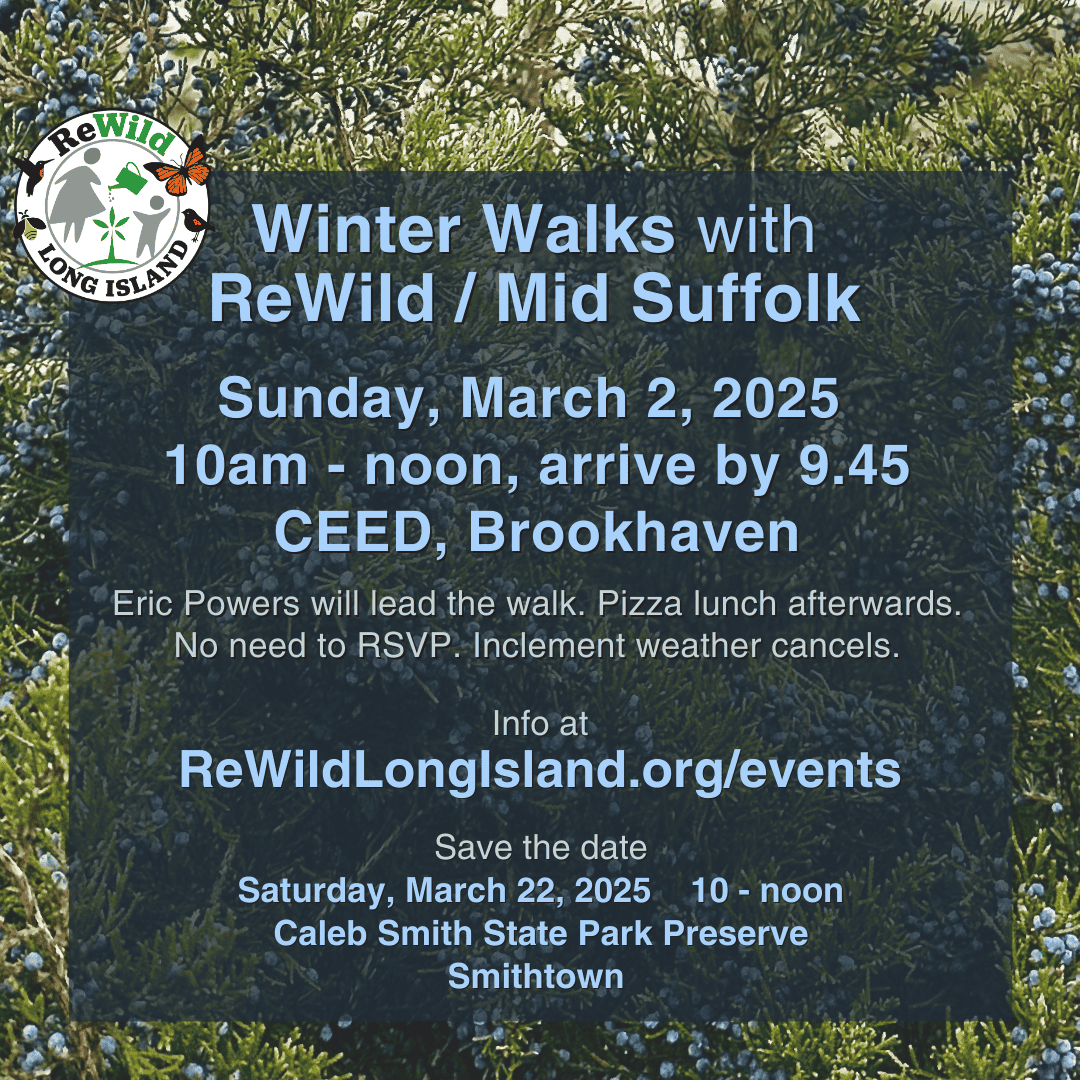 Winter Walk in Brookhaven — ReWild Long Island