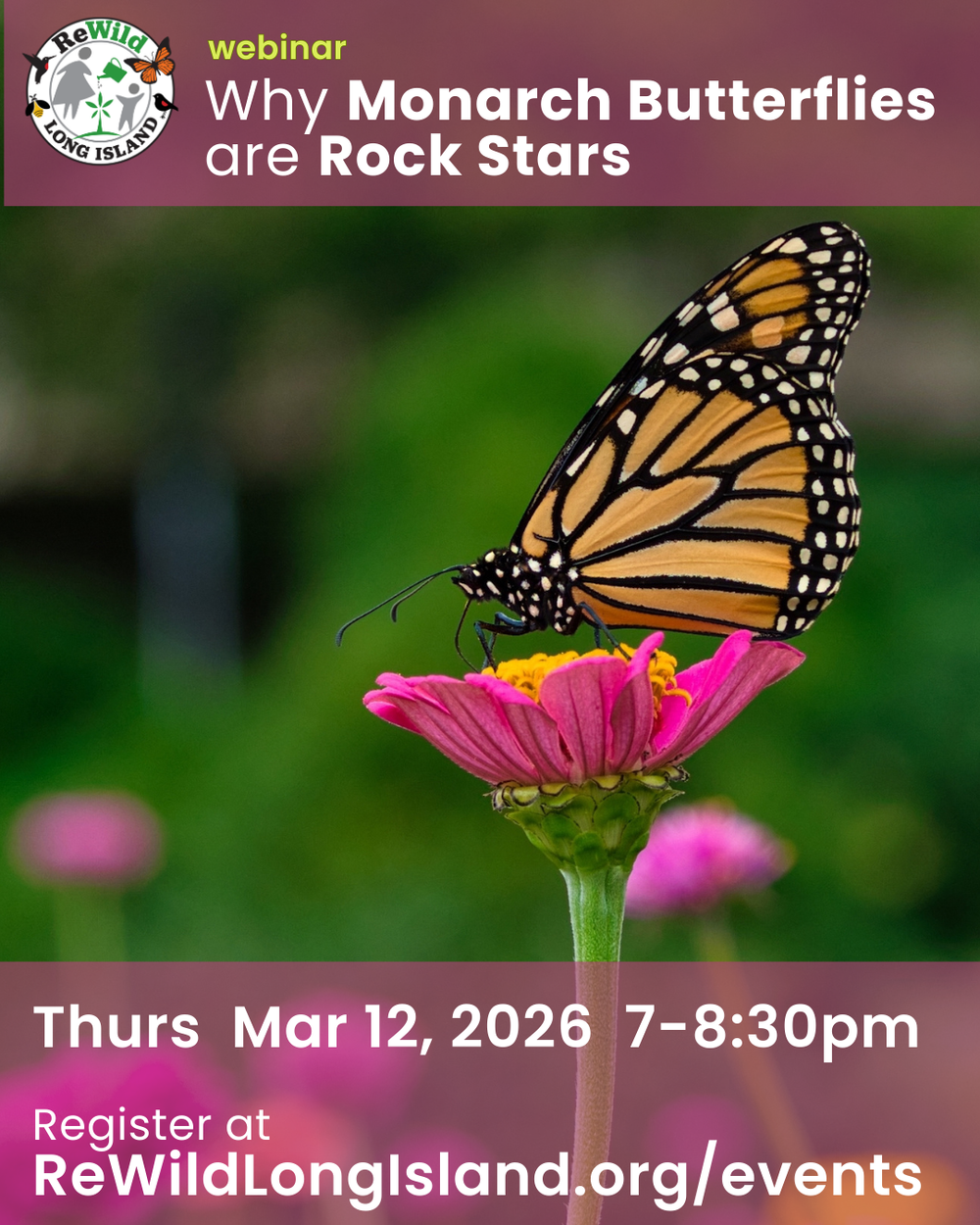 WEBINAR: Why Monarch Butterflies are Rock Stars with Ellen Federico ...