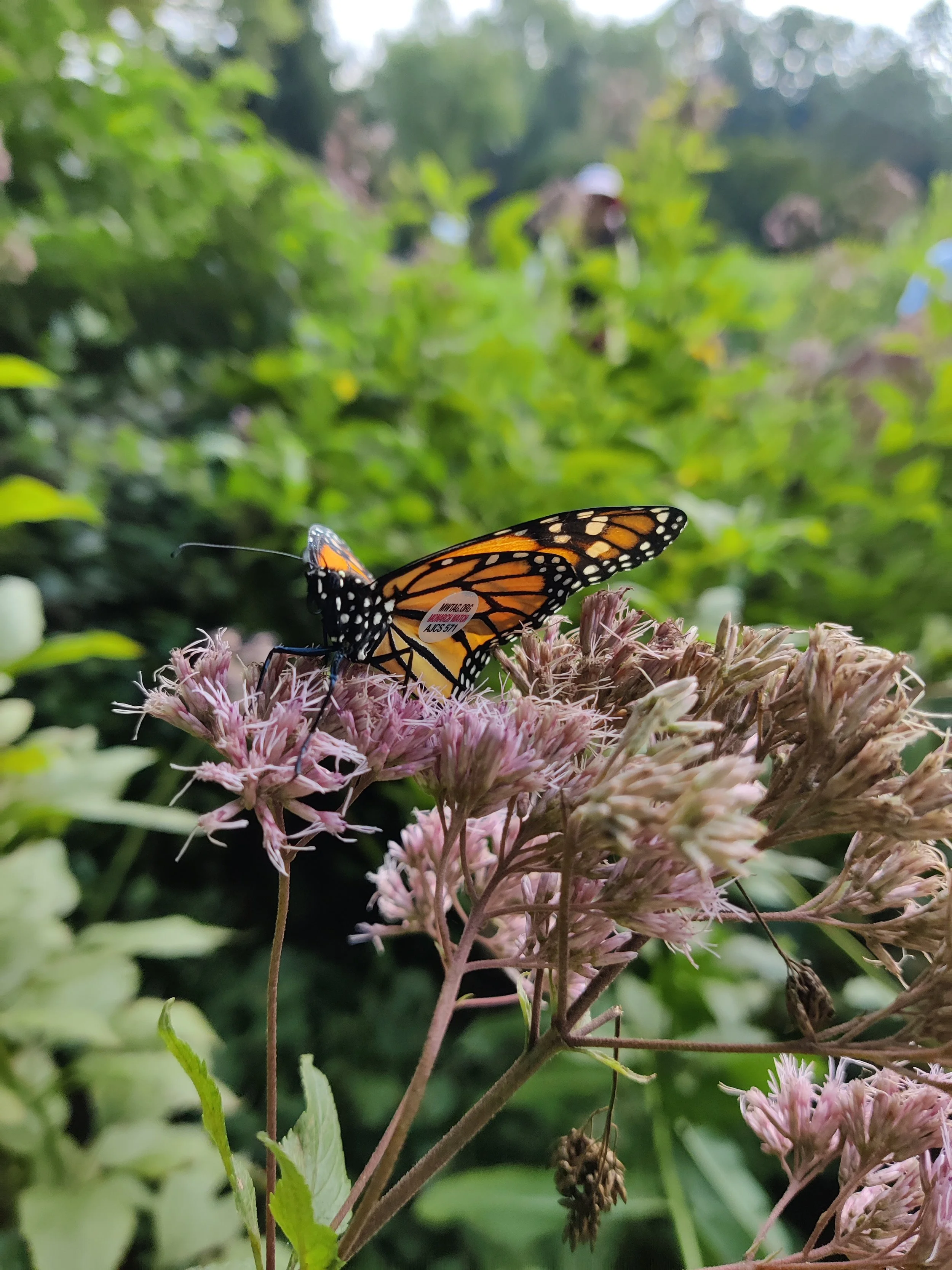 From Seed to Sanctuary: Rewilding Insights & Resources — ReWild Long Island