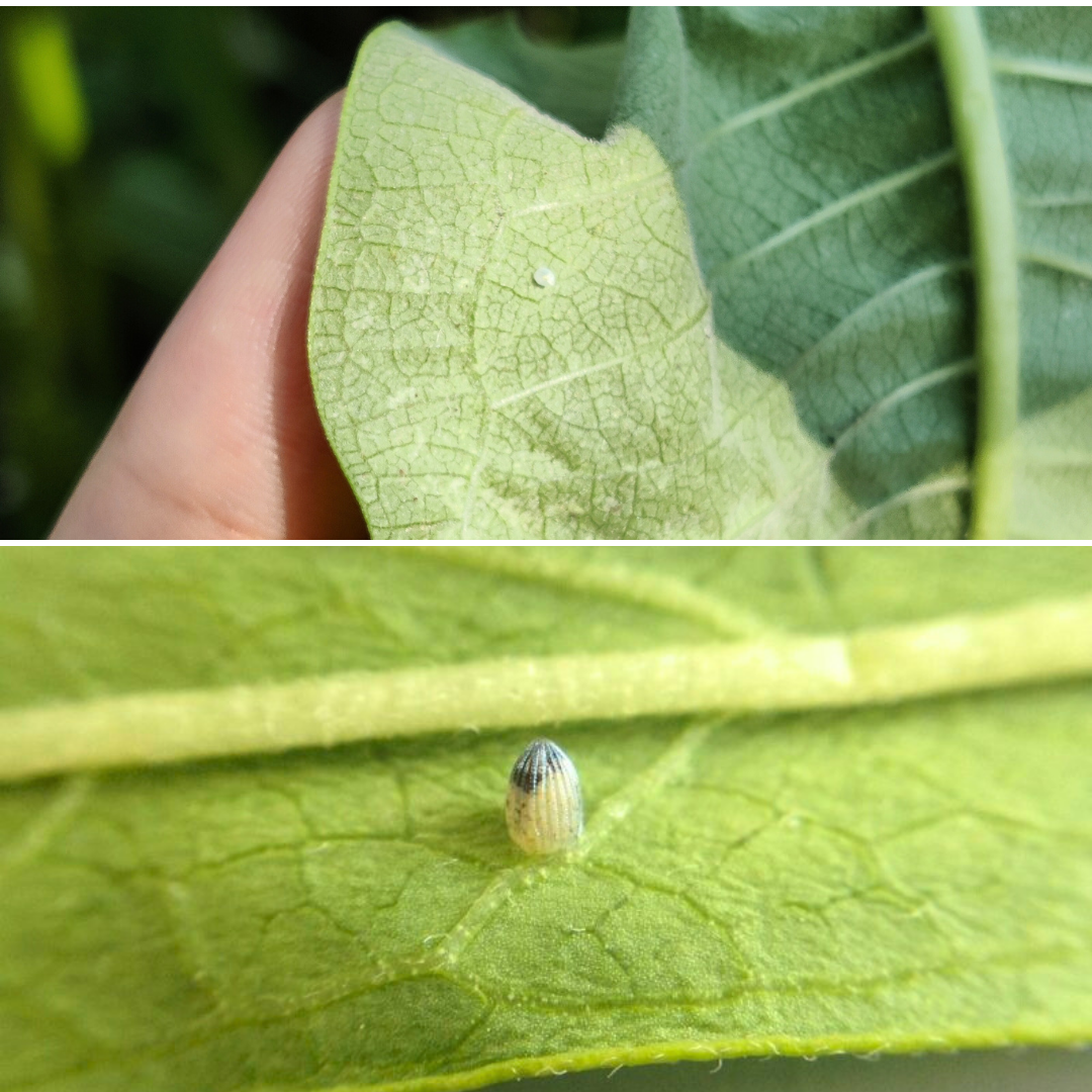 Monarchs Matter: High Schoolers Transform into Citizen Scientists ...
