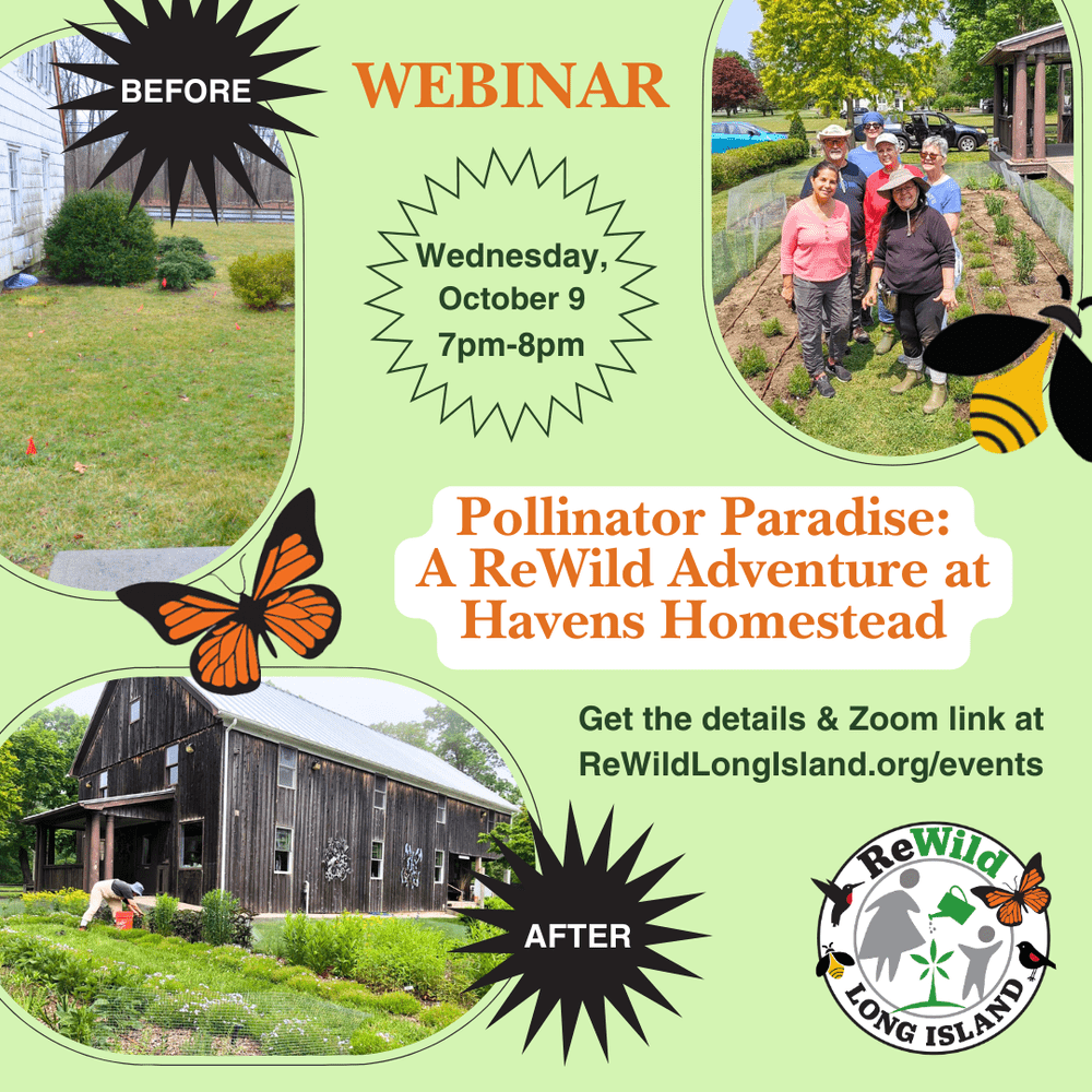 Pollinator Paradise: A ReWild Adventure at Havens Homestead: Webinar ...