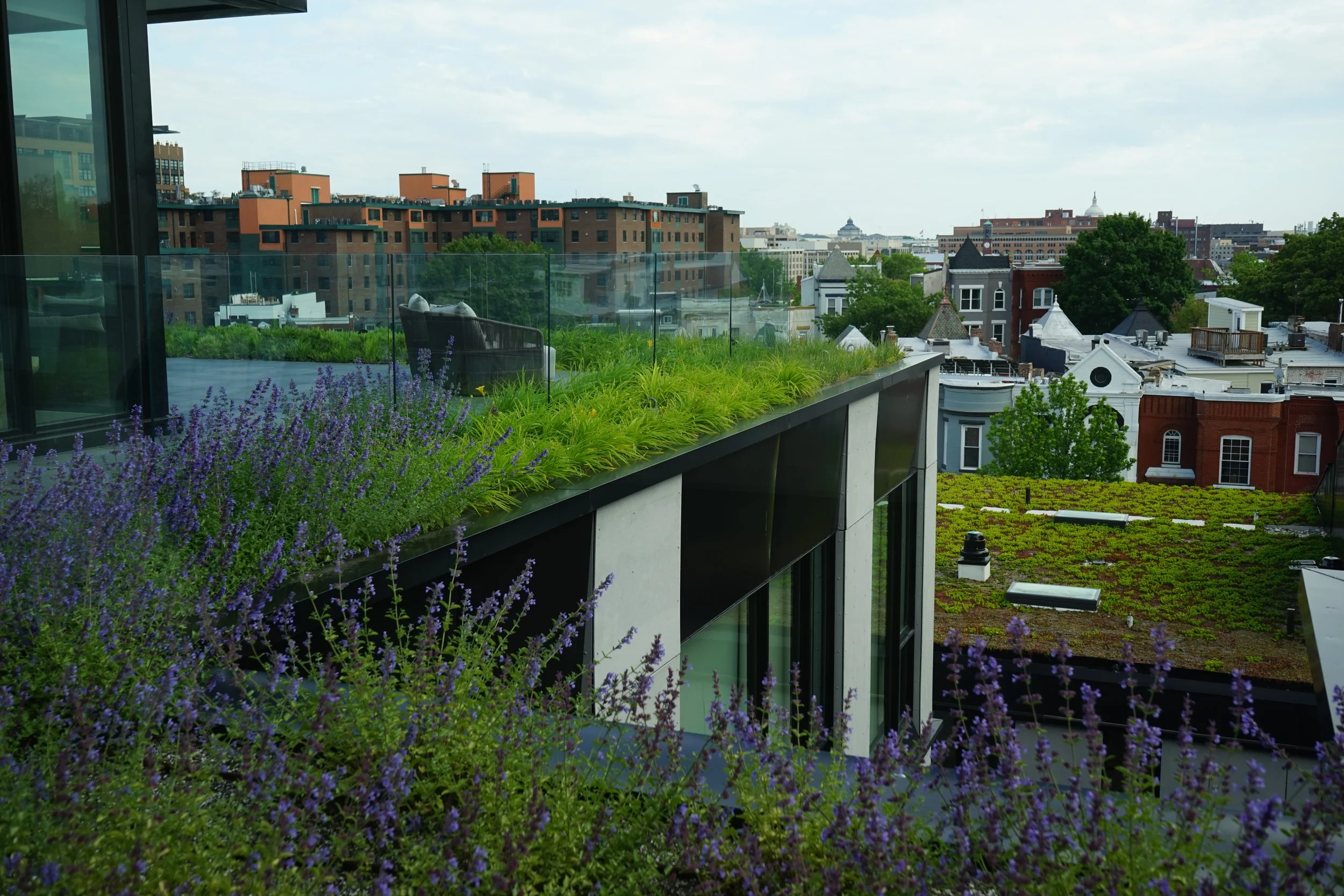 Green Roof Features & Benefits: Webinar — ReWild Long Island