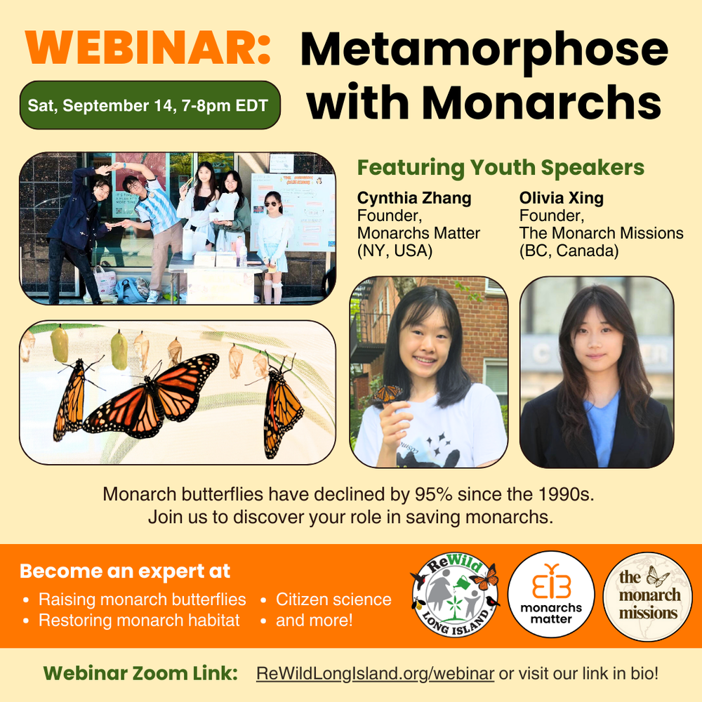 Metamorphose with Monarchs: Webinar — ReWild Long Island
