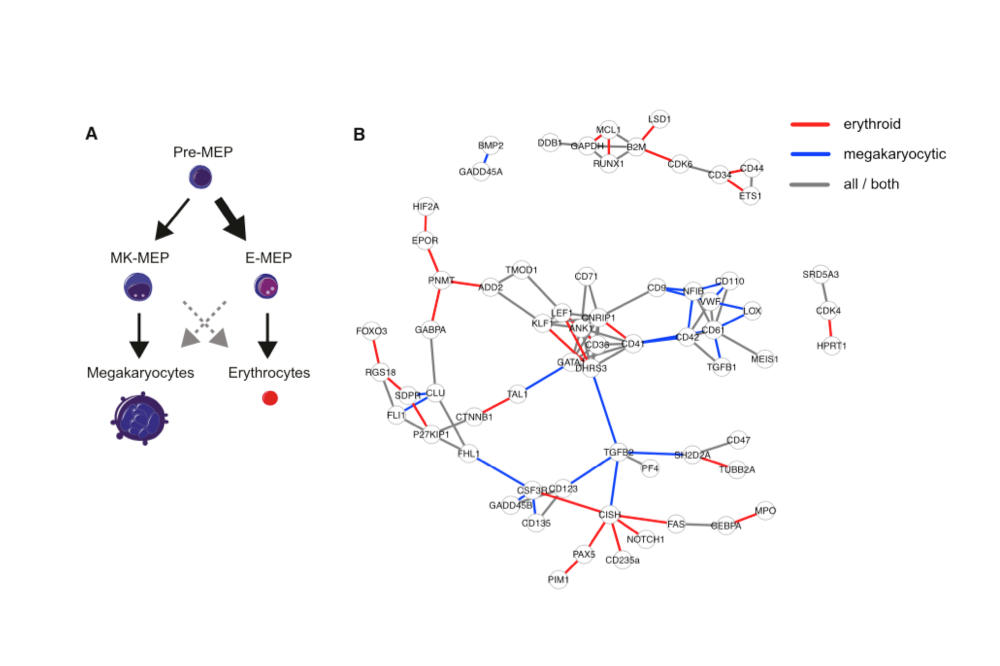 Gene Regulatory Network Inference From Single Cell Data Using Multivariate Information Measures