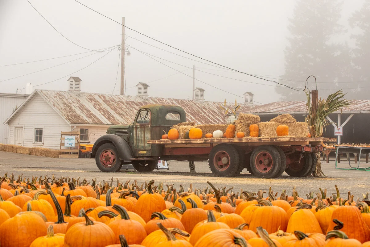 THE PATCH — Knutson Farms Inc.