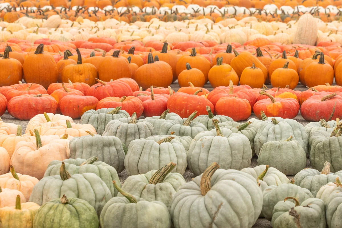 THE PATCH — Knutson Farms Inc.