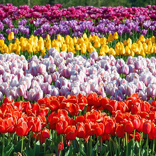 What We Do — Knutson Farms Inc.