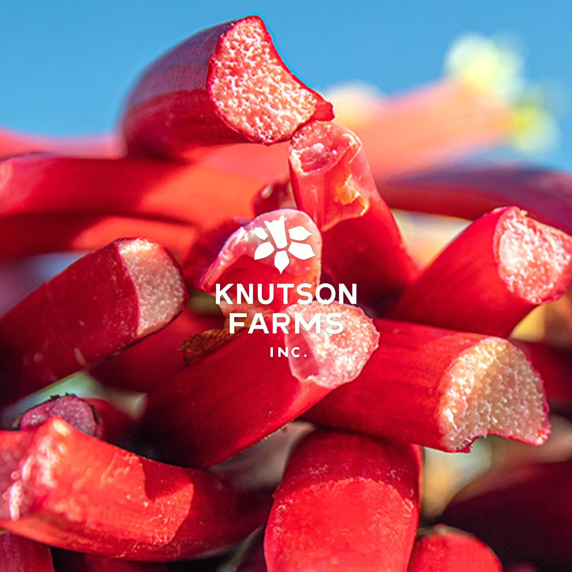 Purchase Rhubarb — Knutson Farms Inc.