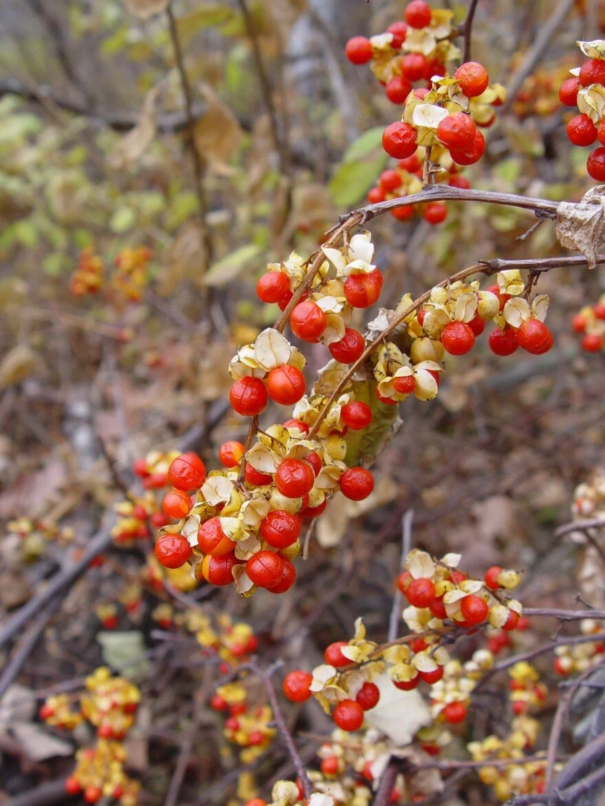 Western North Carolina Invasive Plant Guide — Sugar Hollow Solar