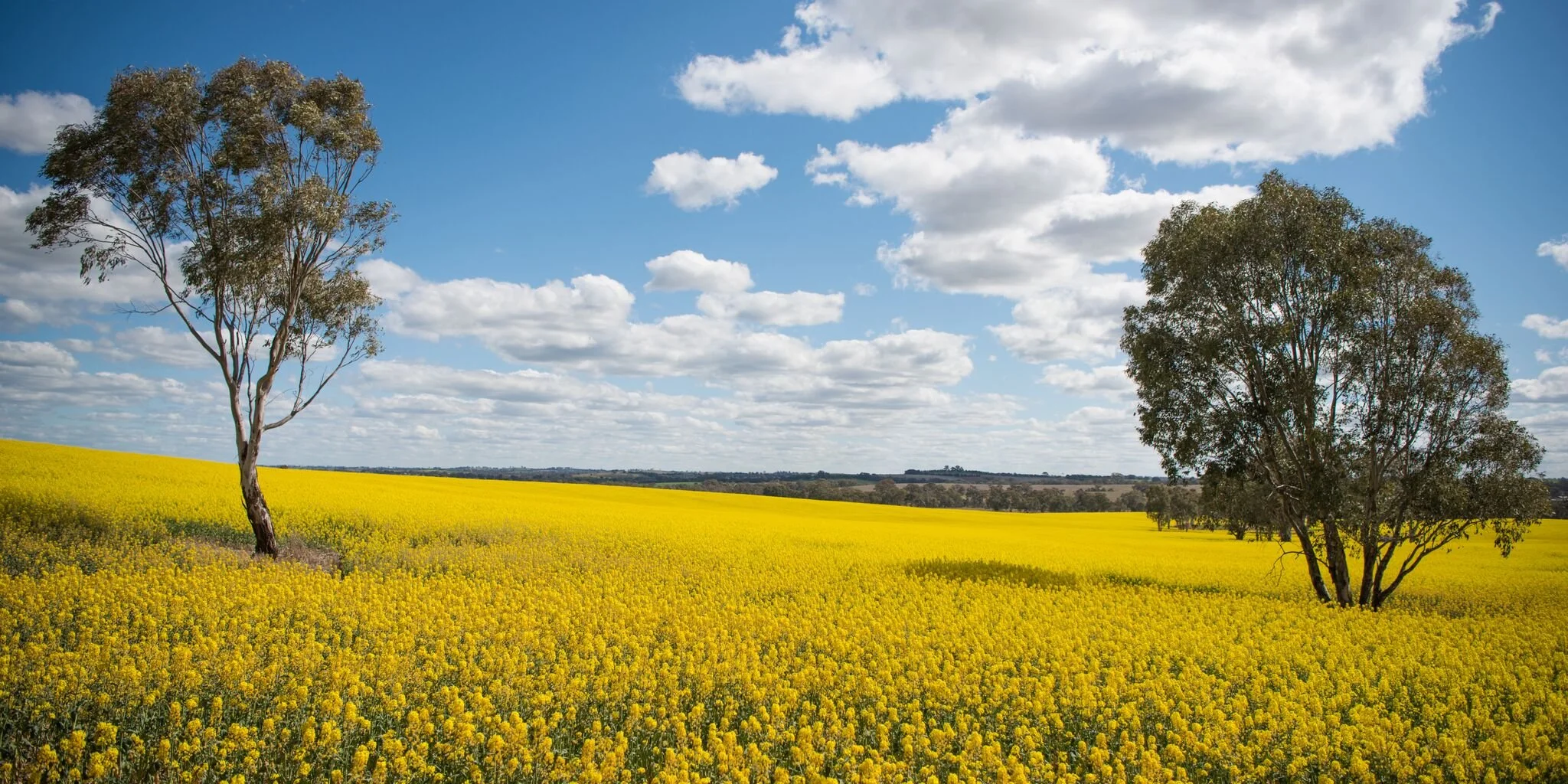 RDA Southern NSW and ACT