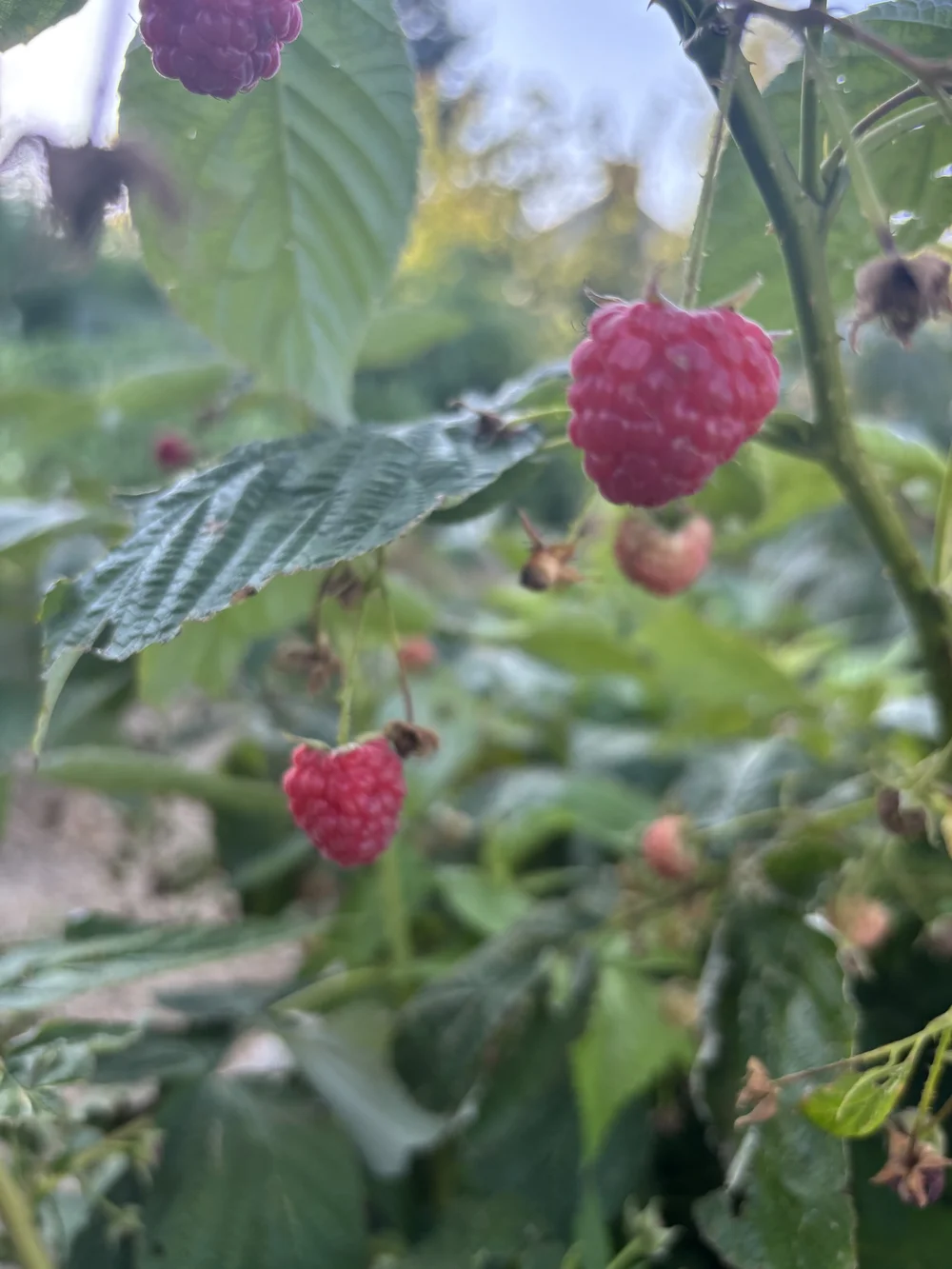 DAMA — RDA Southern NSW and ACT